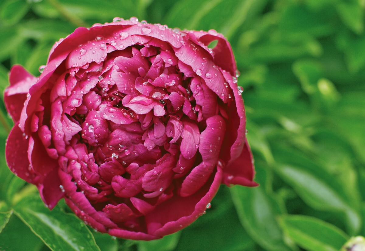 Bujorul, la un pas de a fi declarat floarea națională a României ...