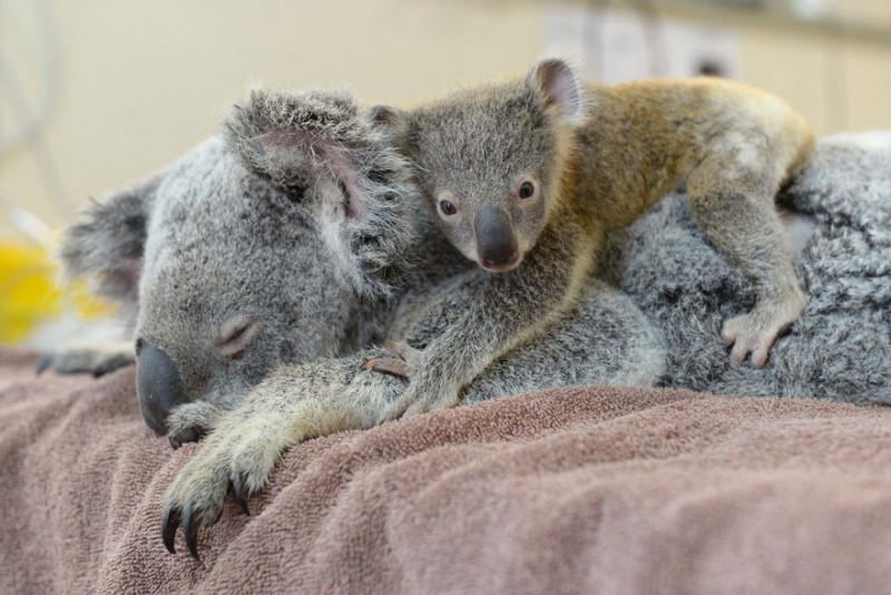 Un pui de urs koala a ținut-o în brațe pe mama sa în timpul unei ...