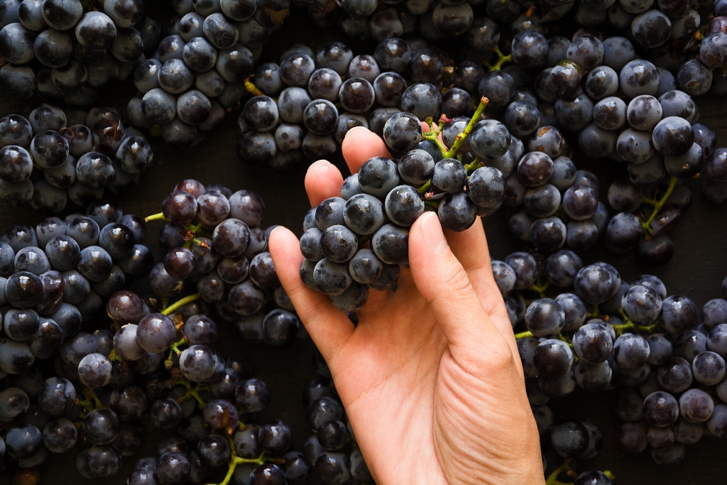 Un plus de sănătate consumând struguri și must : Europa FM