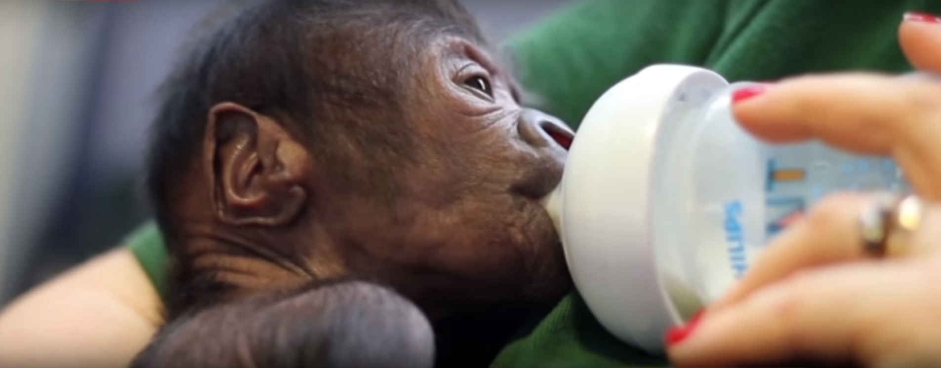 Pui de gorilă, născut prin cezariană la o gradină zoologică britanică ...