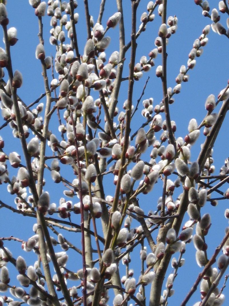 Duminica Floriilor : Europa FM