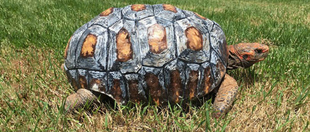 Prima broască țestoasă care a primit o carapace imprimată 3D – VIDEO ...