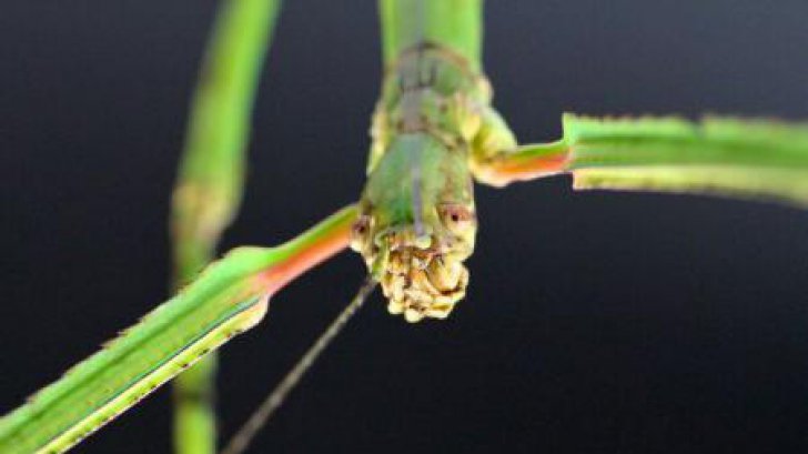 Cea mai lungă insectă din lume, descoperită în China : Europa FM