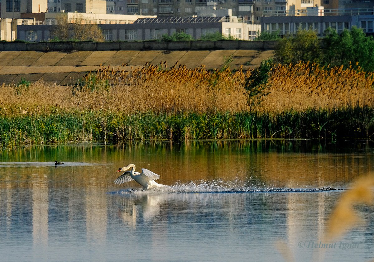 Bucureștiul va avea cel mai mare parc natural urban din Europa, Parcul ...