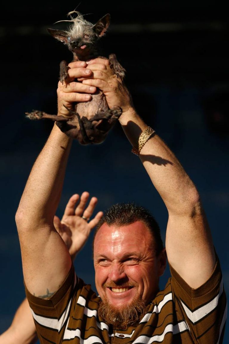 Concursul “Cel mai urât câine din lume” şi-a desemnat câştigătorul ...