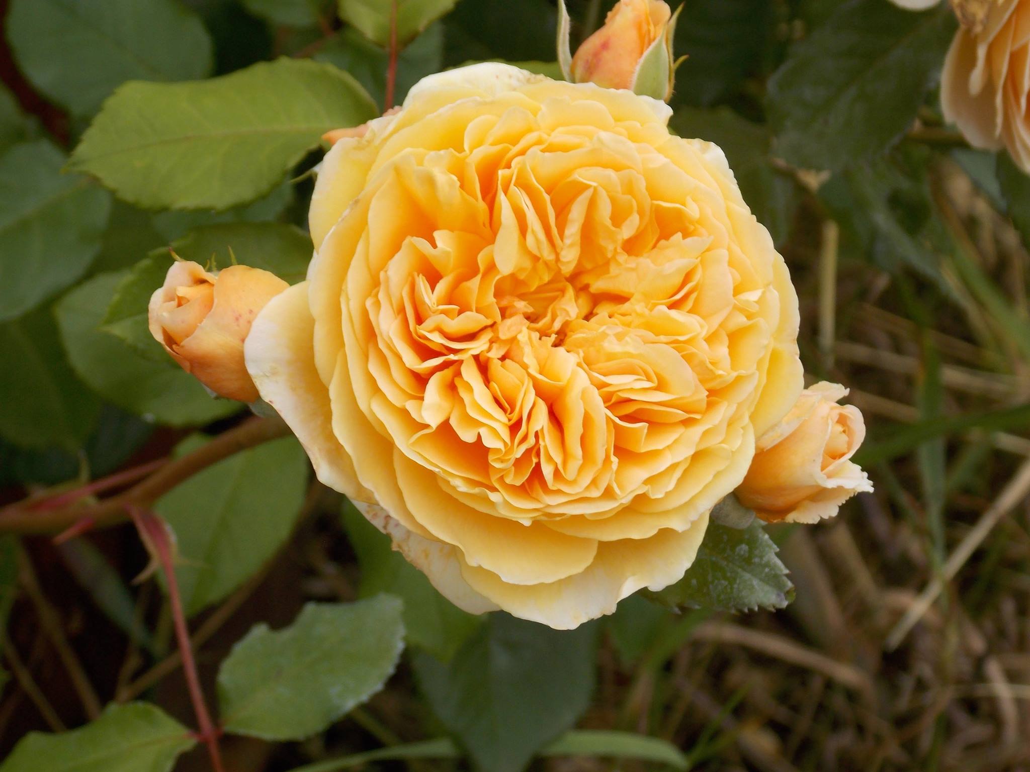 Cea mai mare grădină de trandafiri din România – GALERIE FOTO : Europa FM