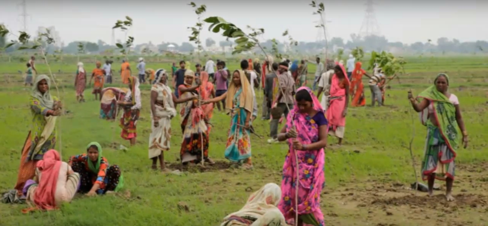 În India s-au plantat 50 de milioane de copaci în doar 24 de ore ...