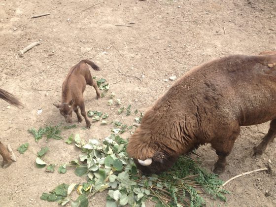 Primul zimbru născut în captivitate la Grădina Zoologică din Reșița ...