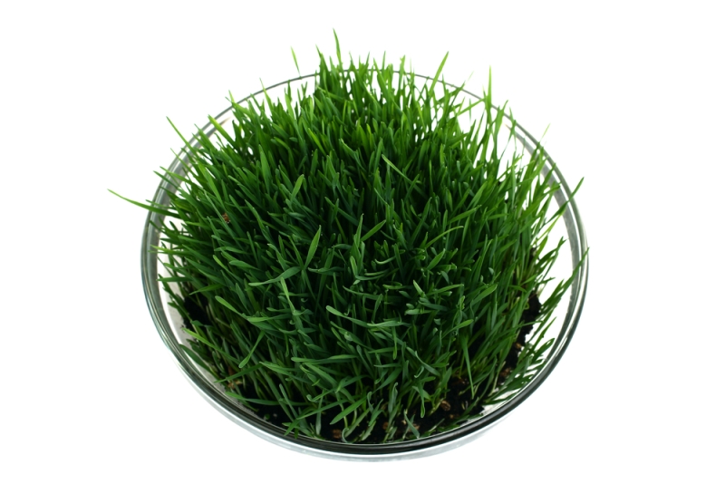 Sfântul Andrei: Tradiția grâului încolţit : Europa FM