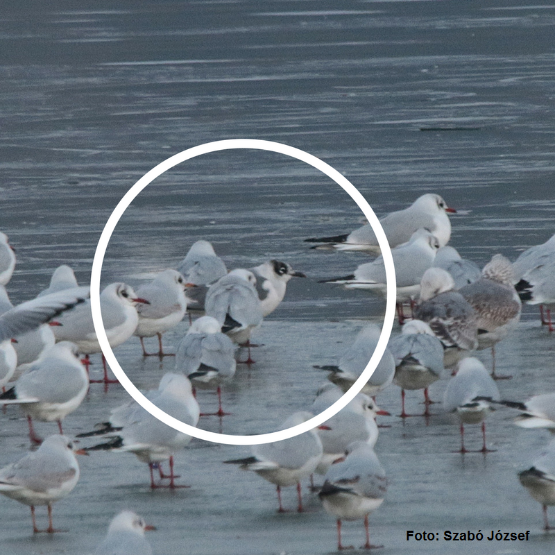 Un pescăruș american în Oltenia : Europa FM