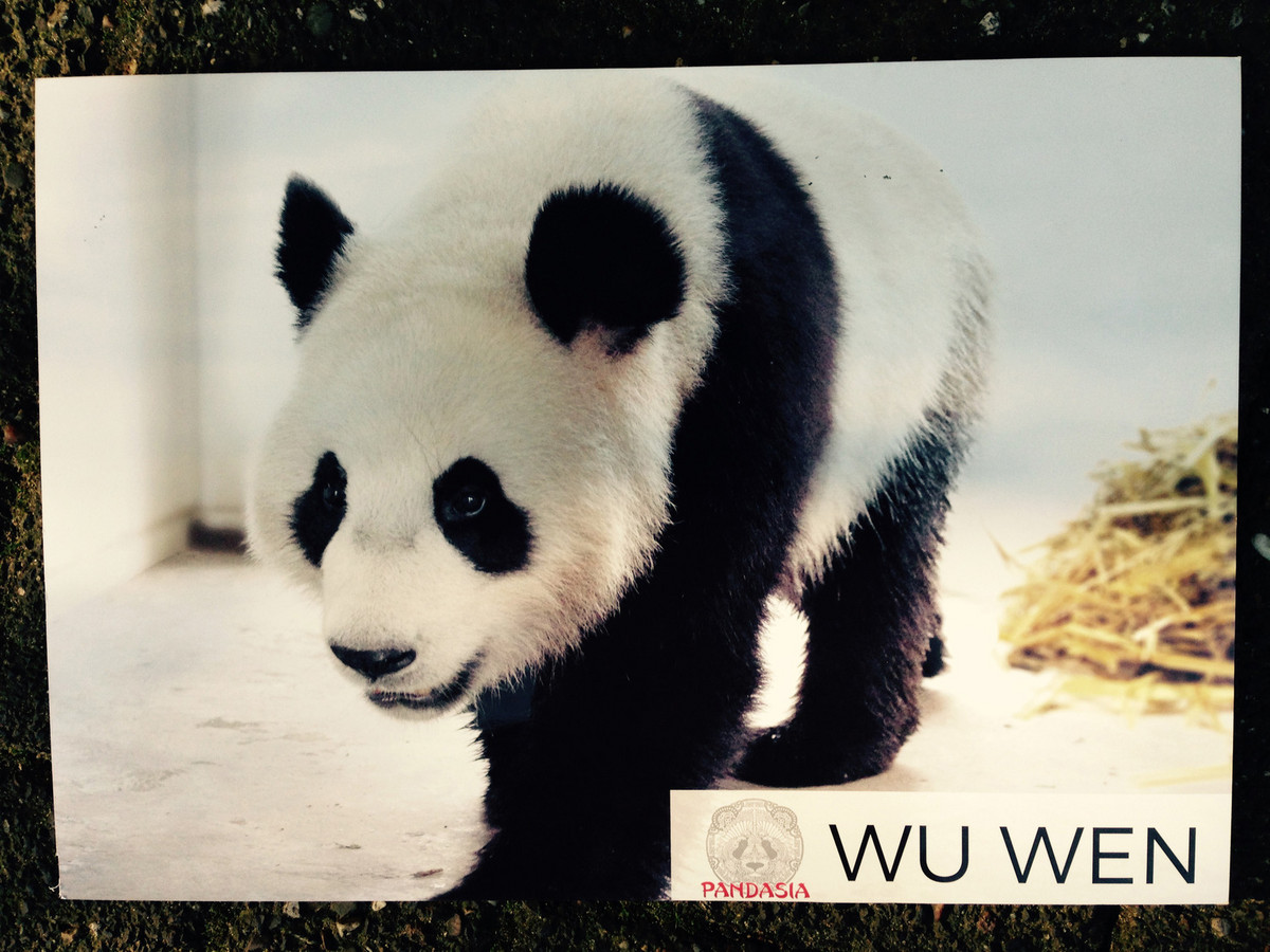 Doi urşi panda-uriaş din China, primiţi cu entuziasm de publicul larg ...