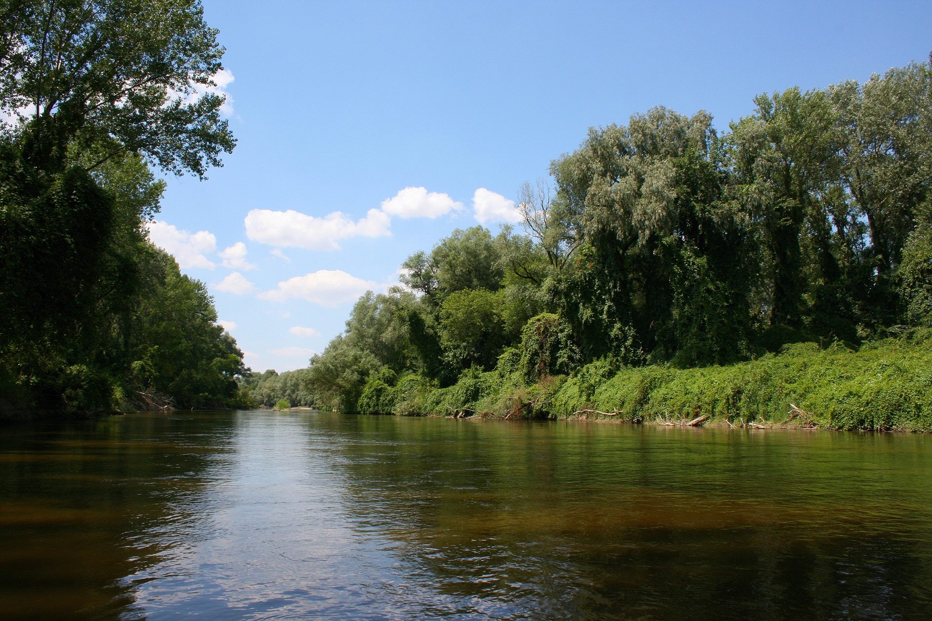 Site-ul Parcului Natural Lunca Mureșului, ținta unui atac cibernetic ...