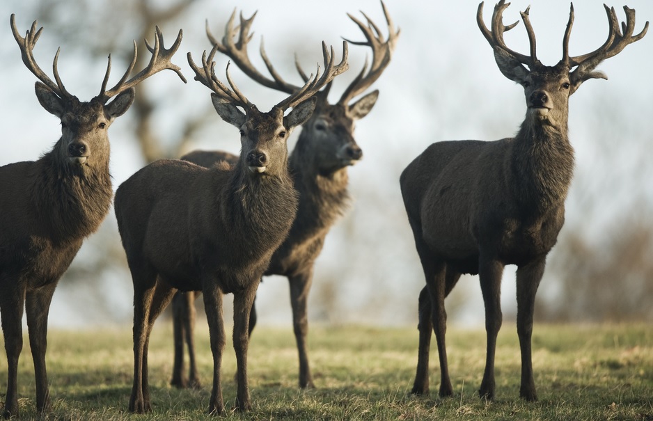 Norvegia: 2000 reni cu ”maladia debilitantă cronică”, sacrificați ...