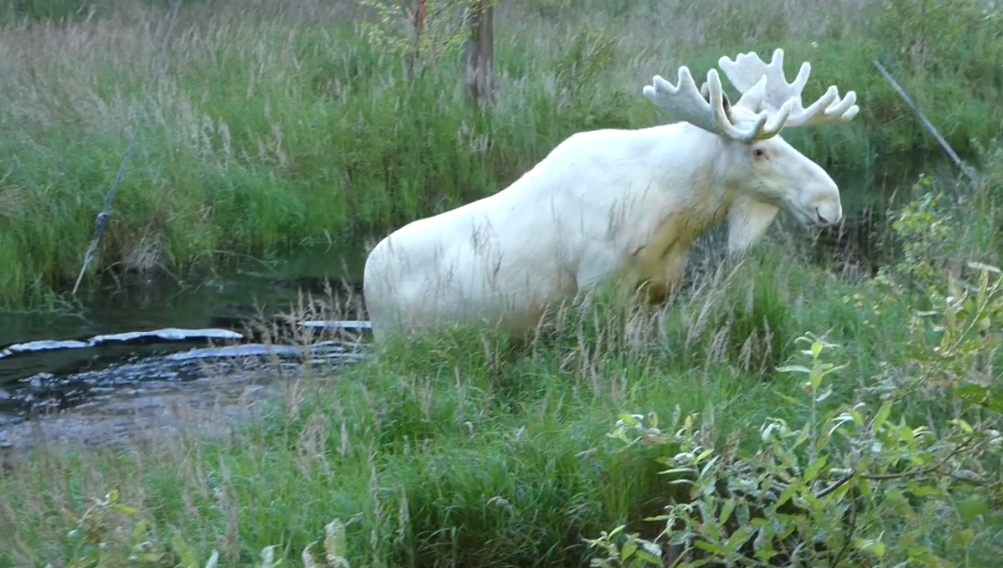 Suedia: Un videoclip cu un elan alb a devenit viral pe internet : Europa FM