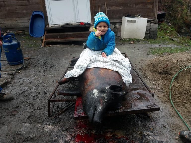 Copii călare pe porc – tradiție de Ignat la români? : Europa FM