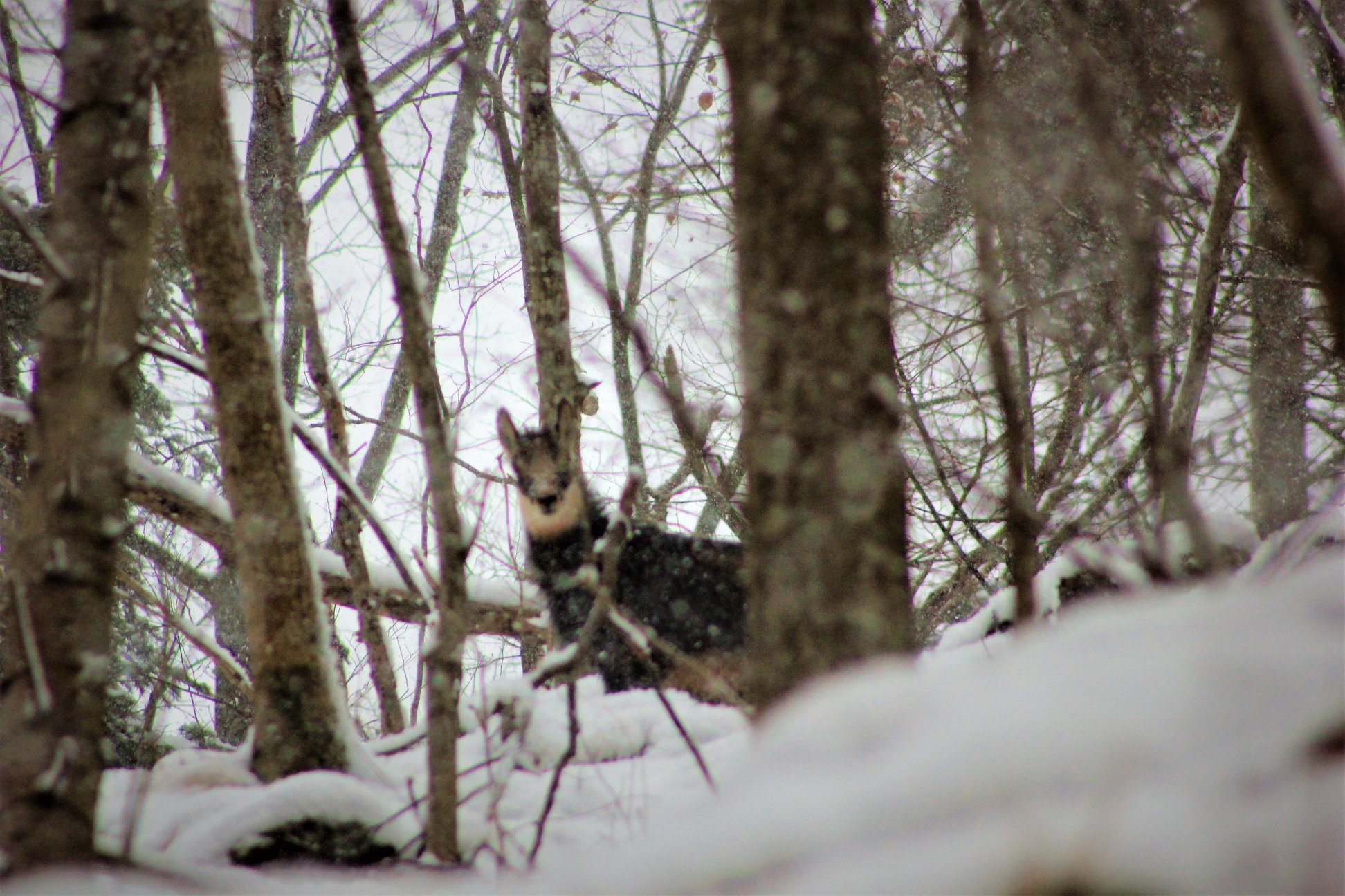 Capre negre, fotografiate în Parcul Natural Putna Vrancea – GALERIE ...