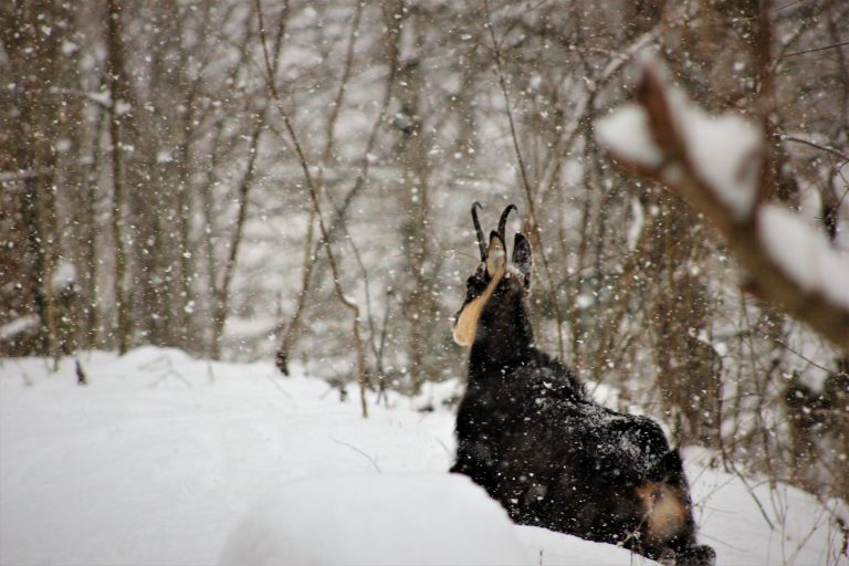 Capre negre, fotografiate în Parcul Natural Putna Vrancea – GALERIE ...