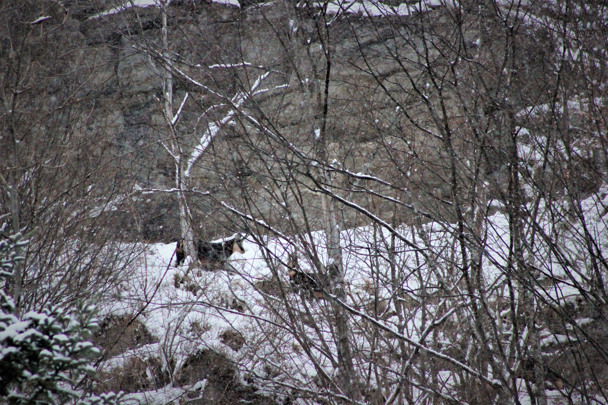 Capre negre, fotografiate în Parcul Natural Putna Vrancea – GALERIE ...