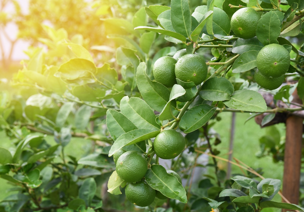 Fructe şi legume care nu cresc aşa cum ţi-ai imaginat – GALERIE FOTO ...