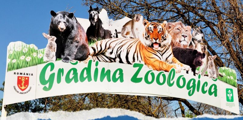 Galați: Două tigroaice, noile vedete de la Grădina Zoo : Europa FM