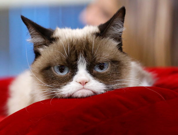 Grumpy Cat, celebra pisică morocănoasă, câștigă un proces și ...