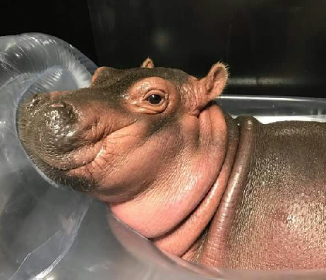 Hipopotamul FIONA, vedetă de reality-show, sărbătorită la grădina ...