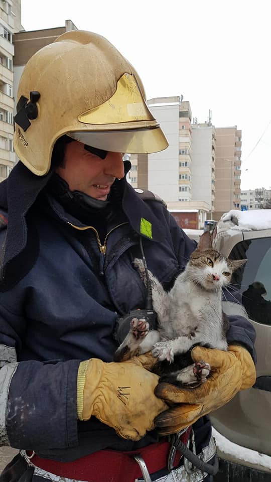 BACĂU: O pisică a fost salvată din foc de pompieri : Europa FM