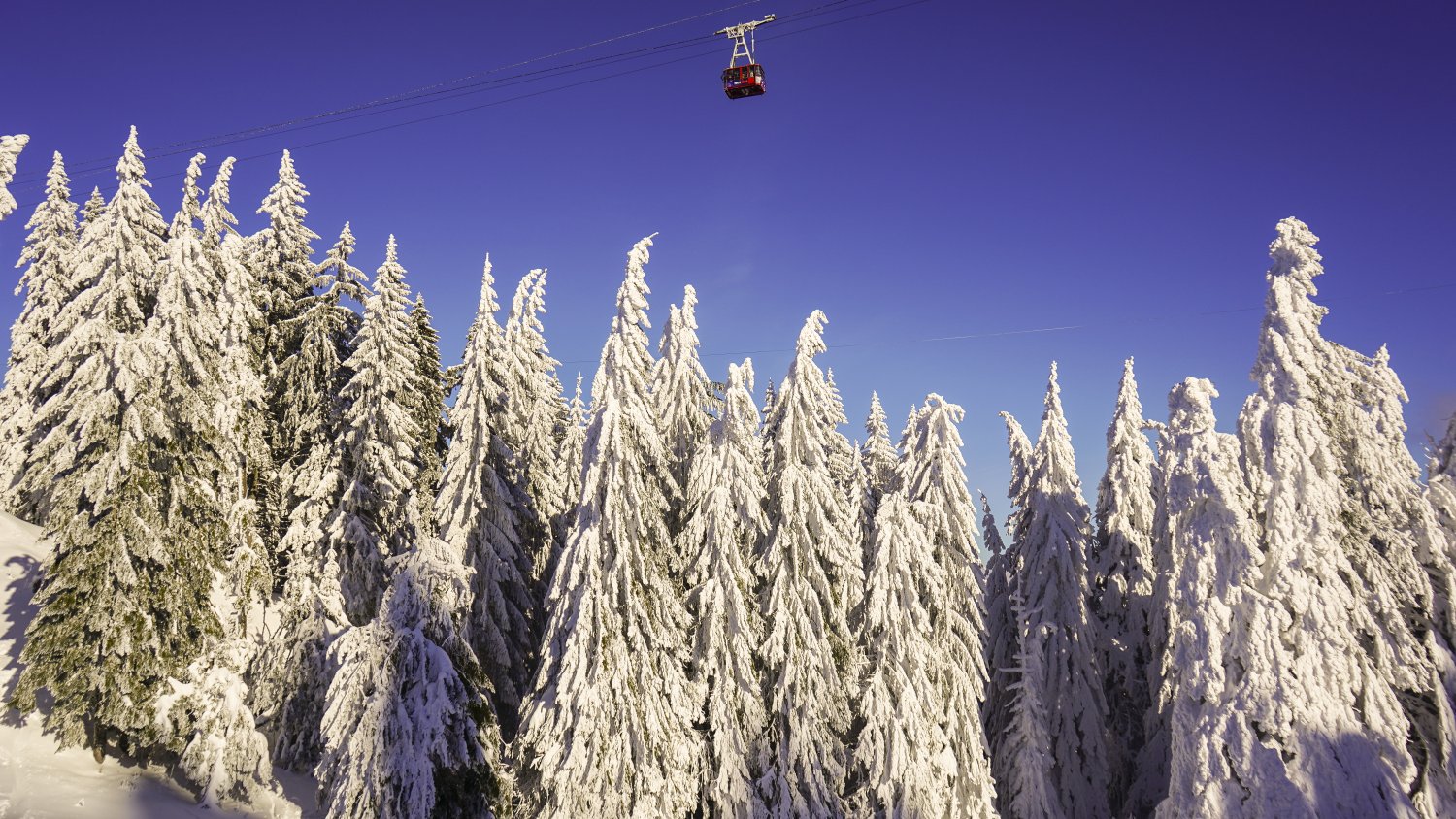 Pe schiuri în Vârful Postăvarul, la început de 2019 – GALERIE FOTO ...