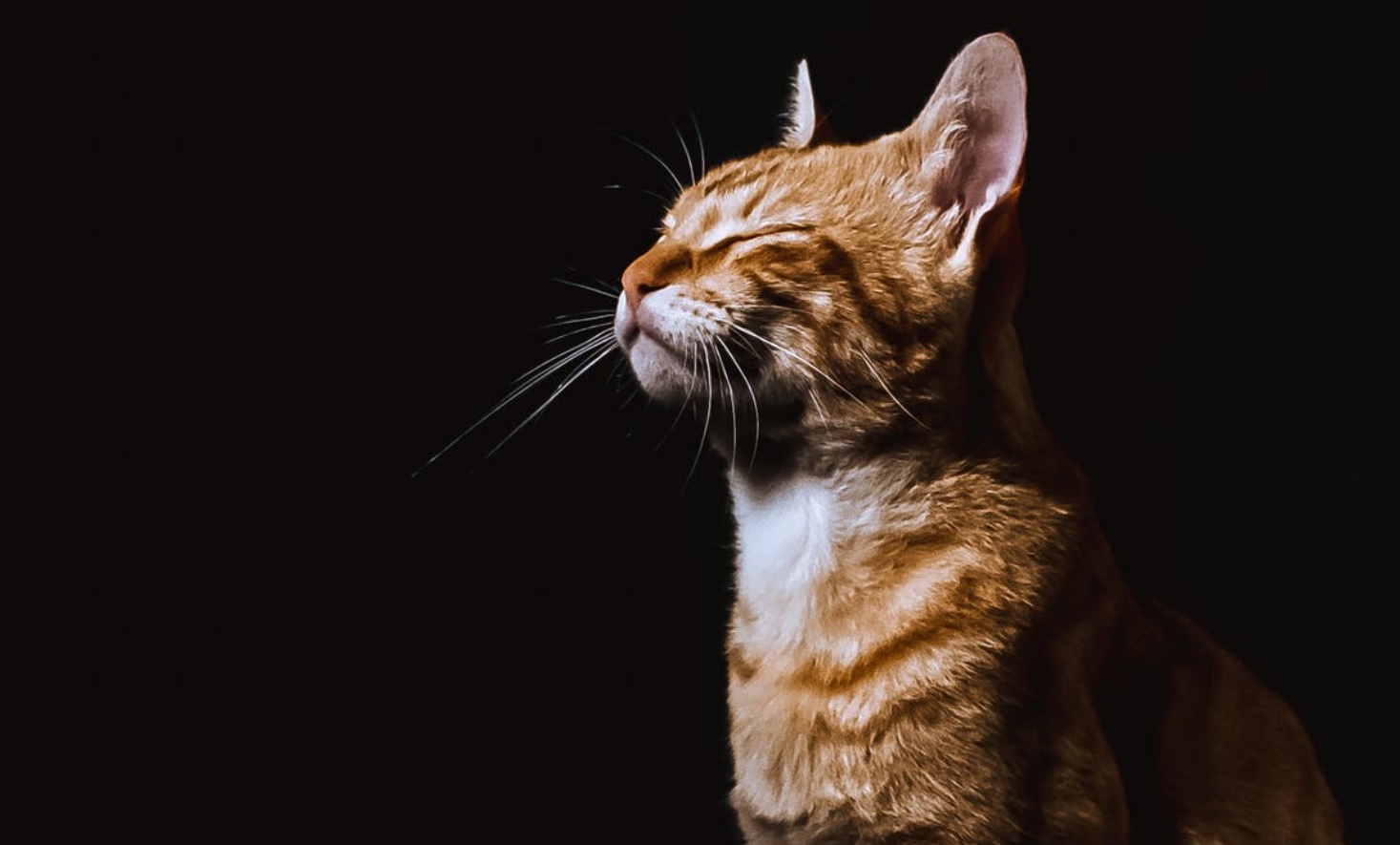 Constanța: Caz de cruzime asupra animalelor. Mai multe pisici, “vânate ...