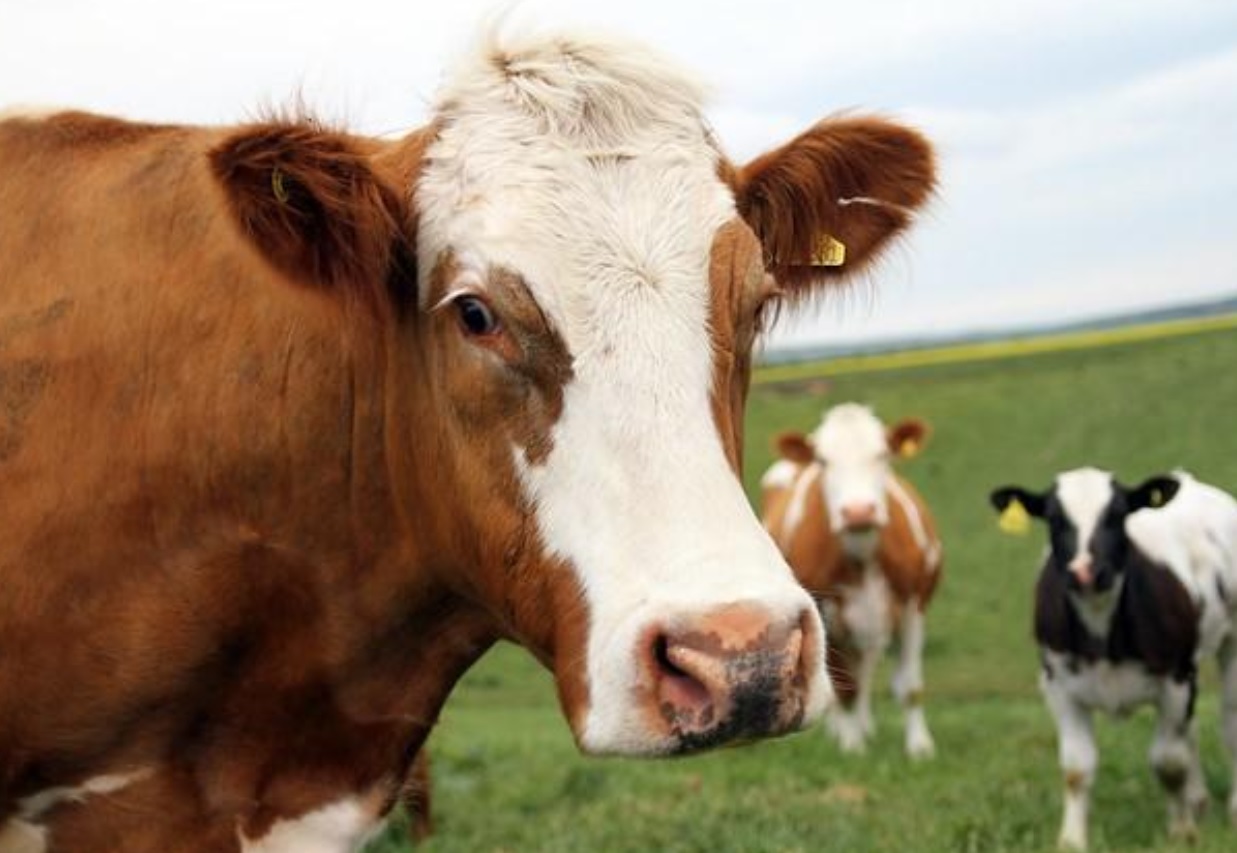 Alertă în Maramureș: tot mai multe cazuri de rabie la animale domestice ...