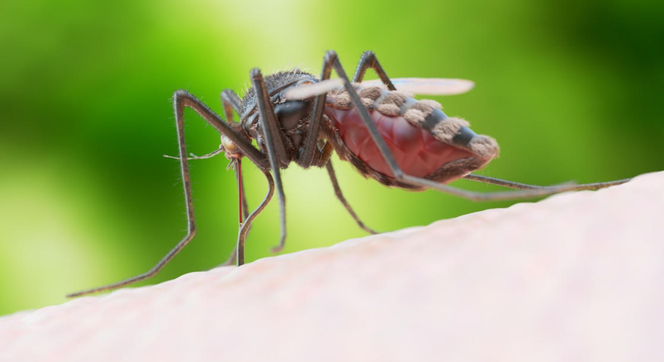 Imunizarea ţânţarilor, posibilă soluție contra malariei : Europa FM