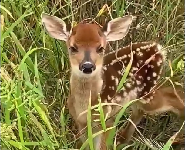 Pui de cerb care își strigă mama, filmat în Parcul Național Semenic ...
