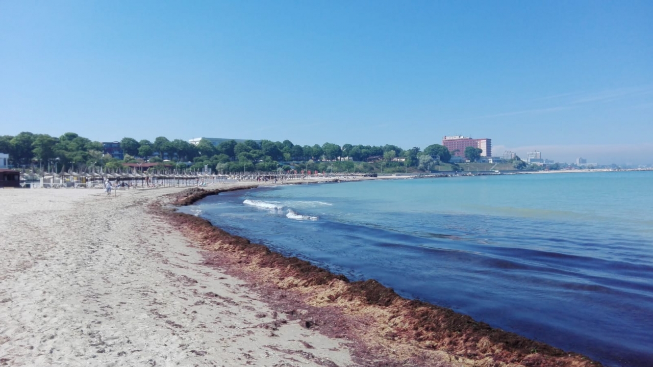 8.000 de tone de alge, adunate de pe litoralul românesc în 6 luni ...