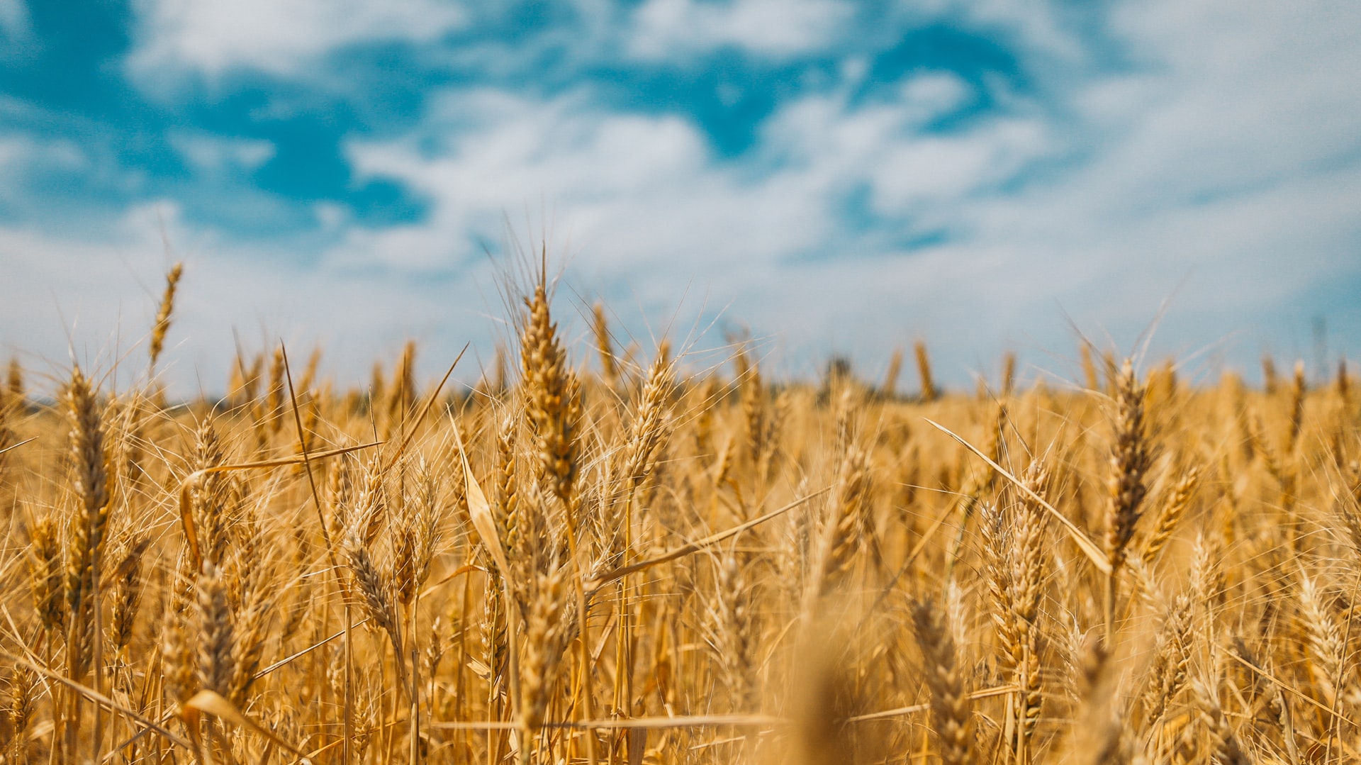Arad: Agricultorii se așteaptă la cea mai bună producție de grâu din ...