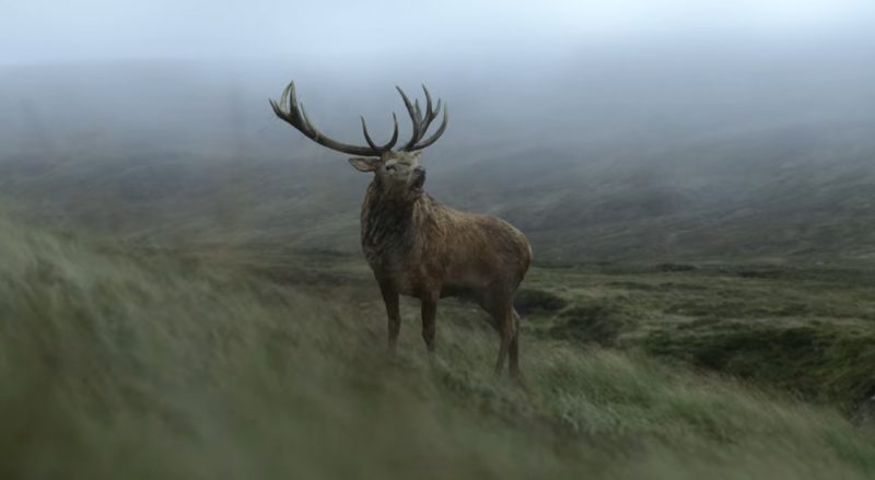 Deșteptarea: Un bărbat a vrut să ia acasă un cerb pe care-l călcase cu ...