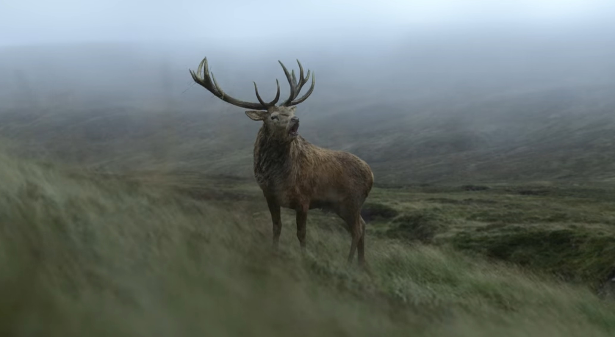 Deșteptarea: Un bărbat a vrut să ia acasă un cerb pe care-l călcase cu ...