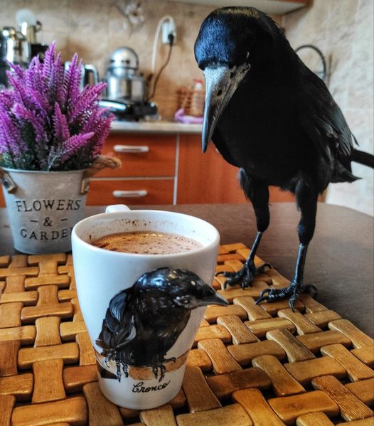 DEȘTEPTAREA: O cioară care spune “să mă bată mama” va fi vedetă într-un ...