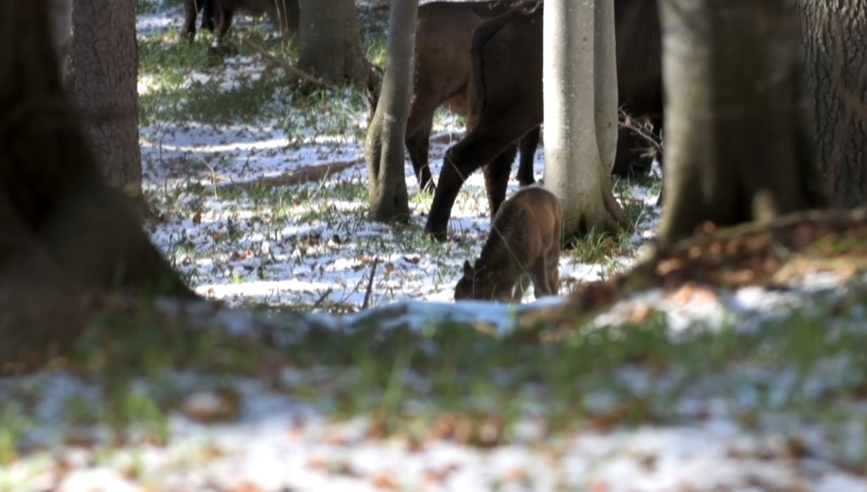 Pui de zimbru născut în libertate după sute de ani, în Munții Făgăraș ...
