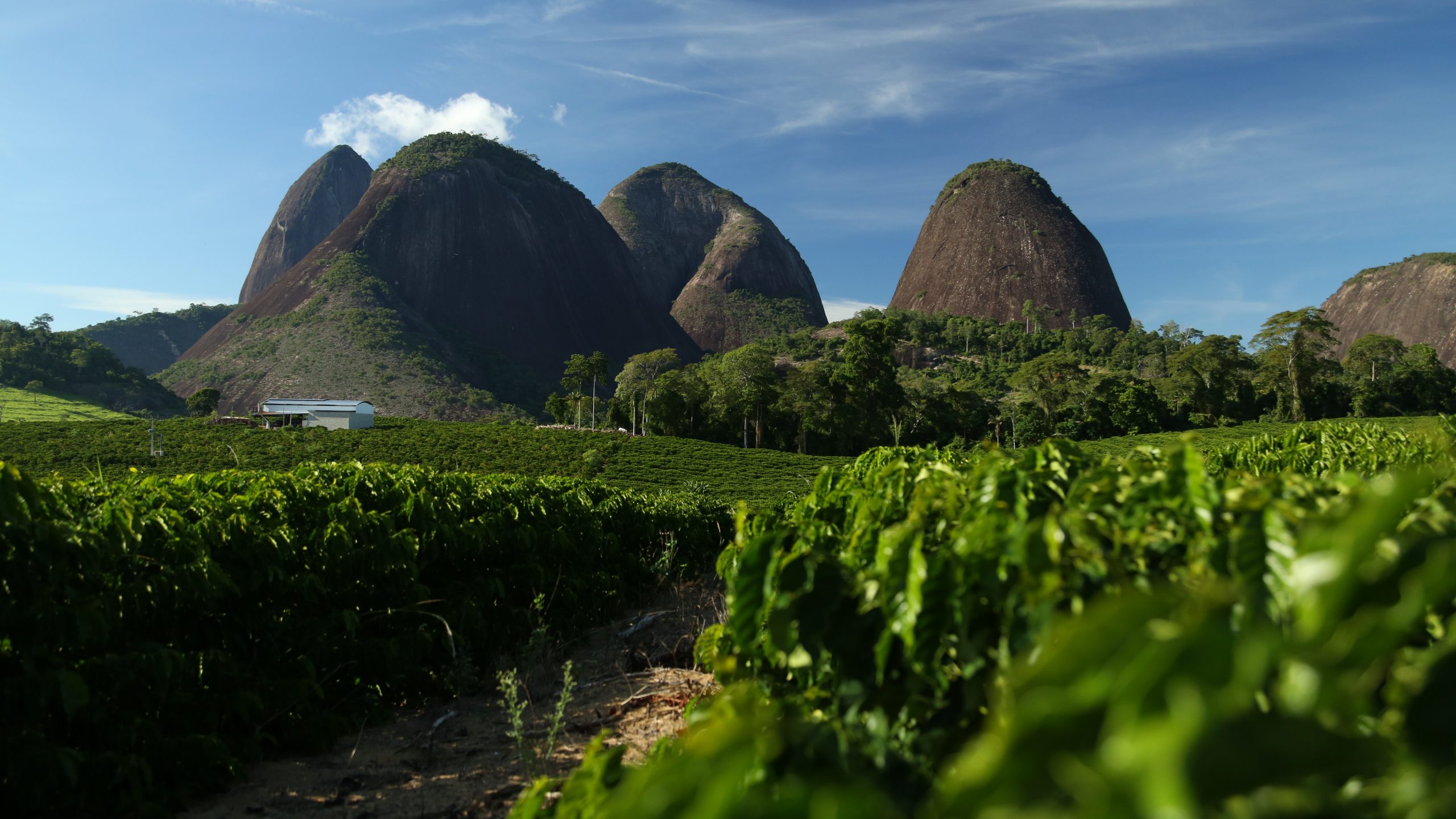 Nescafe anunță rezultatele obținute sub umbrela programului de ...