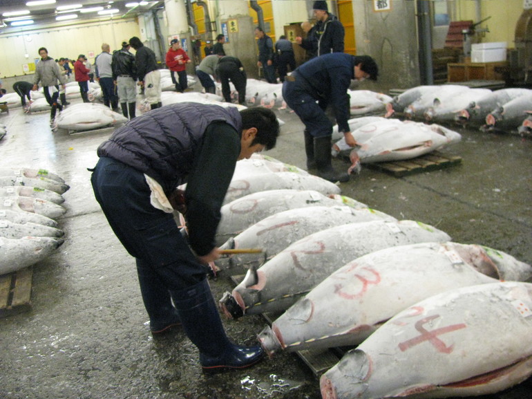 Prima licitație de pește din Japonia: un ton uriaș a fost vândut cu ...