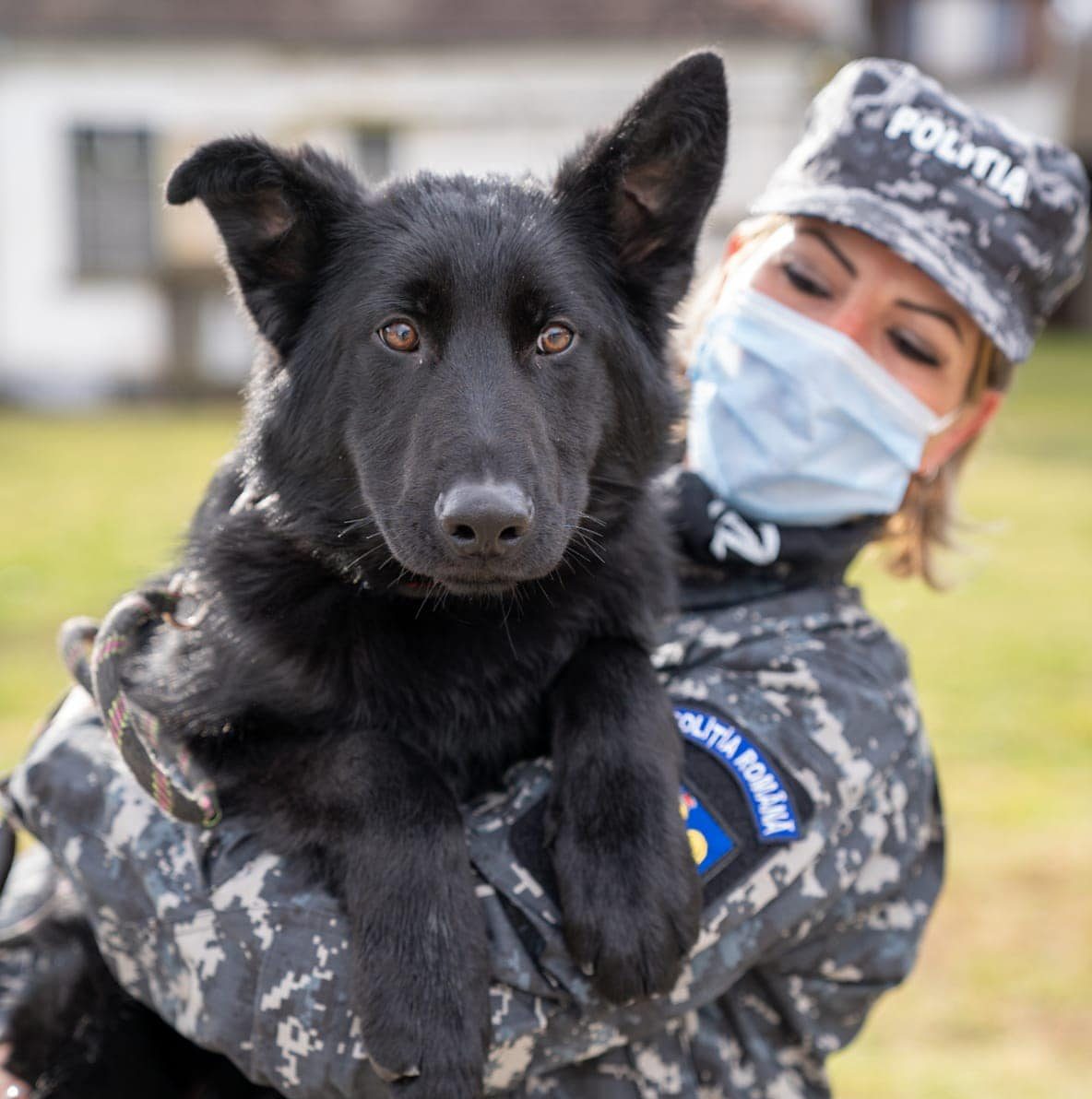 Cânii antrenați special la Sibiu pot detecta persoanele infectate cu ...