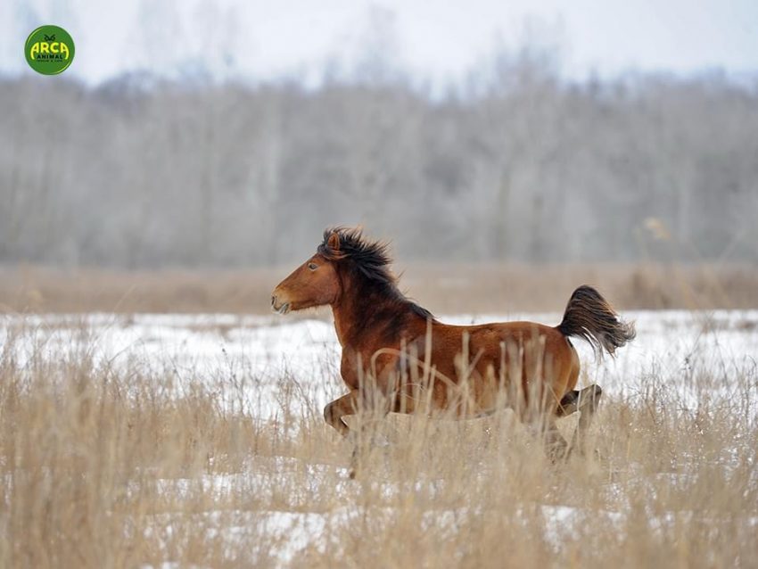 Povestea incredibilă a salvării cailor sălbatici de la Letea | GALERIE ...