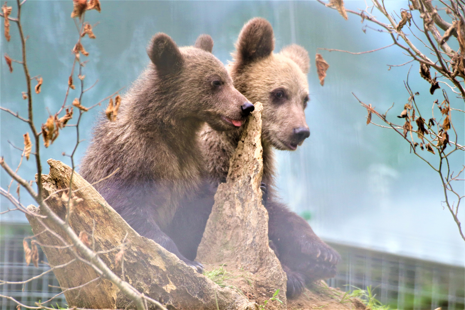 Urșii din Libearty Bear Sanctuary pot fi ”adoptați” : Europa FM