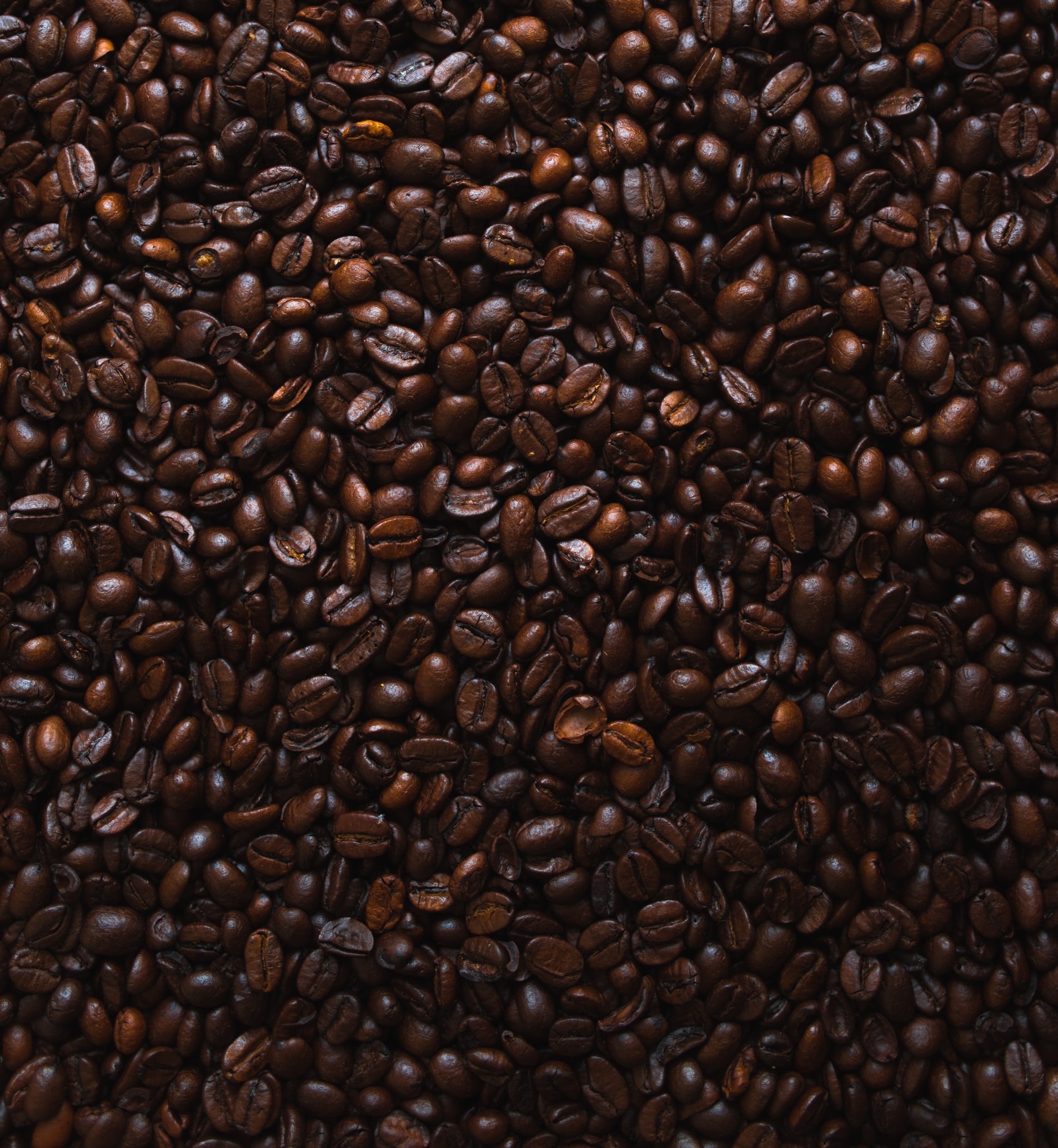 Kopi Luwak, pe cale să piardă titlul de cea mai scumpă cafea din lume ...