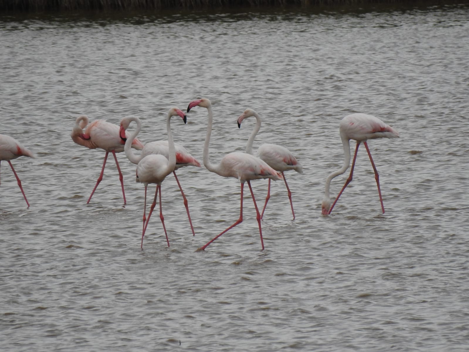 Imagini rare, cu peste 100 de păsări flamingo, în Delta Dunării ...