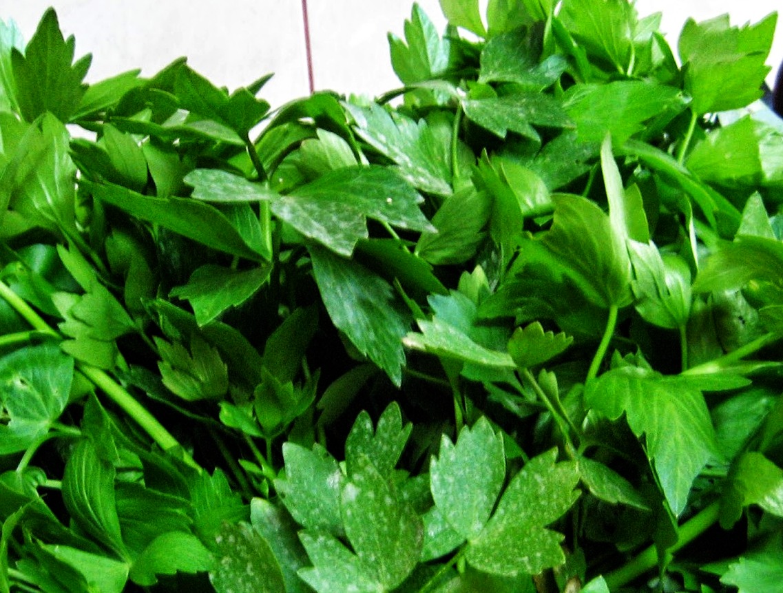 Leușteanul, planta care energizează organismul : Europa FM