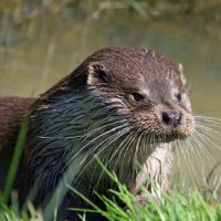 Vidră cu pui, filmată pe un râu din Parcul Național Domogled – Valea ...