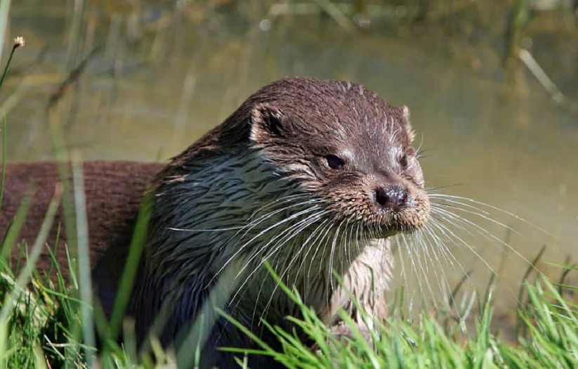Vidră cu pui, filmată pe un râu din Parcul Național Domogled – Valea ...