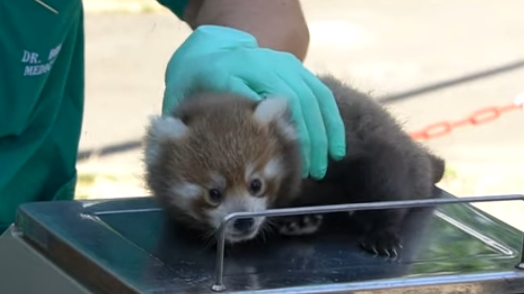 Primii pui de panda roșu din România s-au născut la Zoo Brașov | VIDEO ...