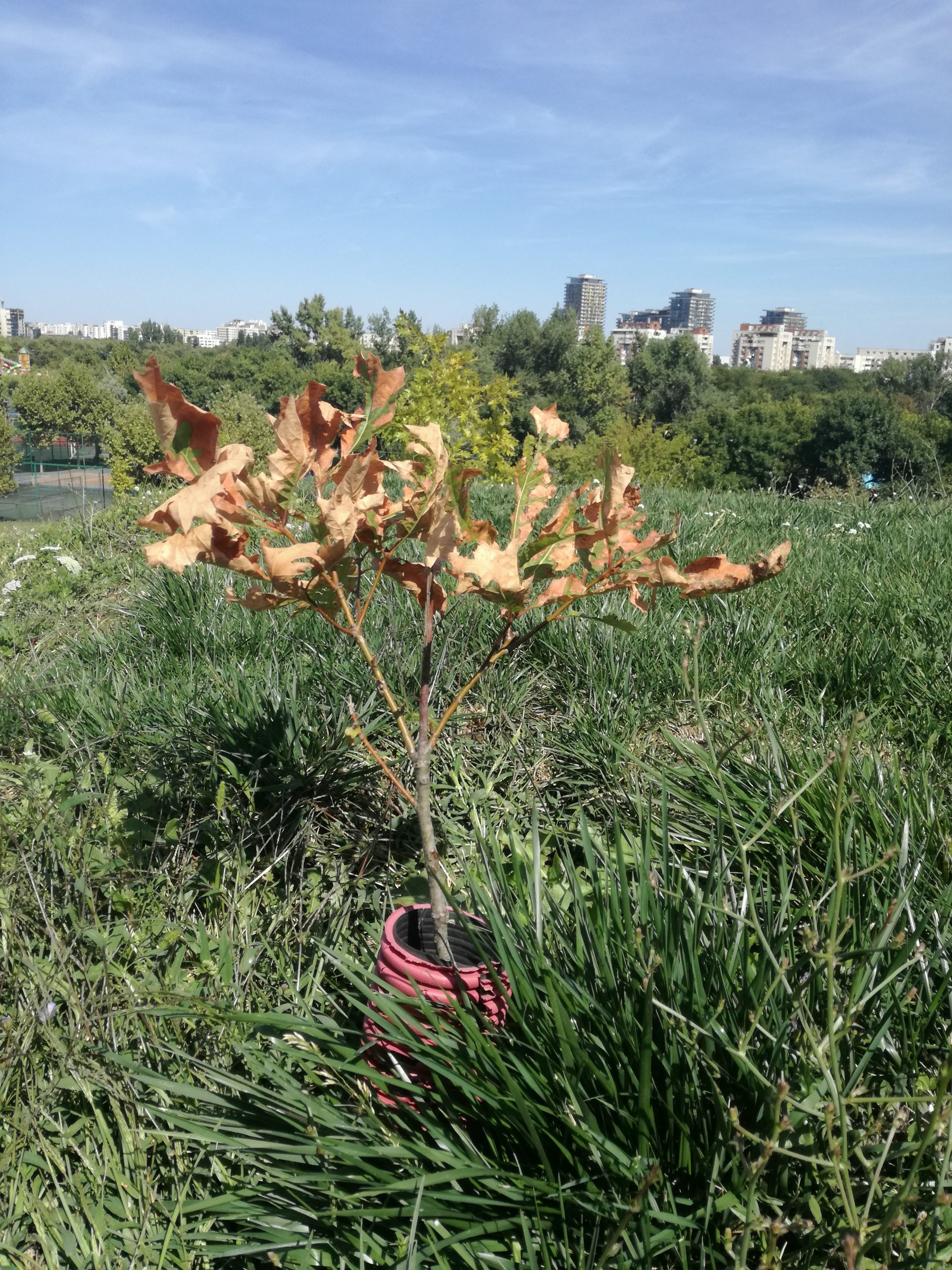 DEȘTEPTAREA: Mai puțin de jumătate din cei 100 de stejari plantați în ...